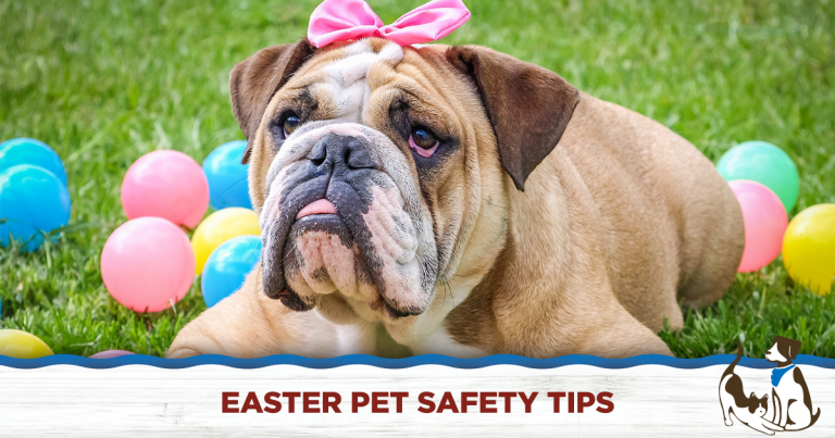 5 EASTER TIPS TO KEEP YOUR PETS SAFE - Creekside Pet Care